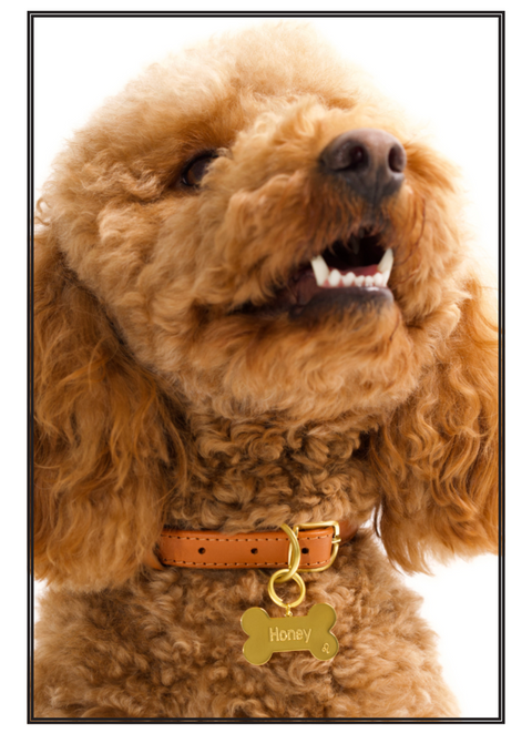 PATTY Q'S PETS | Patty Q's Jewelry Inc